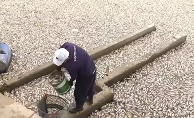 Polícia e MPPB investigam morte de peixes no Açude Velho, em Campina Grande
